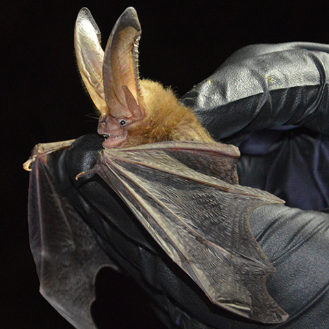 Bat Surveys - Apogee Environmental and Archaeological